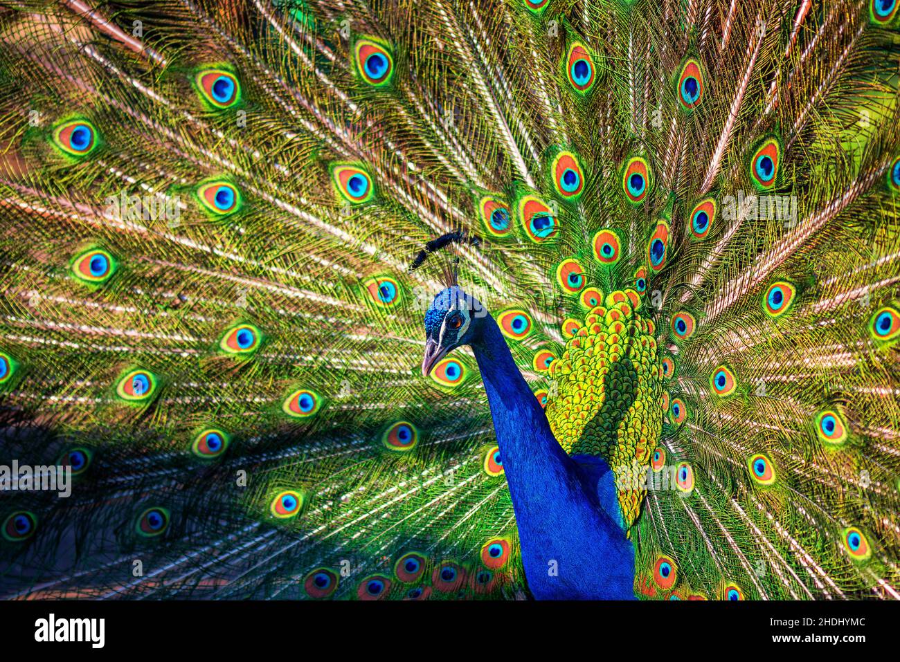 Beautiful avian species hi-res stock photography and images - Alamy