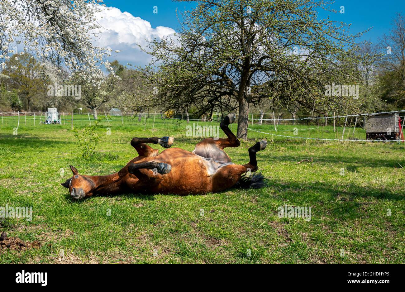 horse, rolling, horses Stock Photo - Alamy