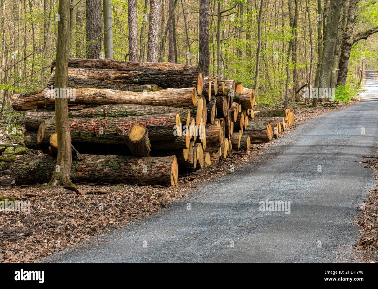 forestry, timber industry, timber, forestries, lumber industry, timber ...