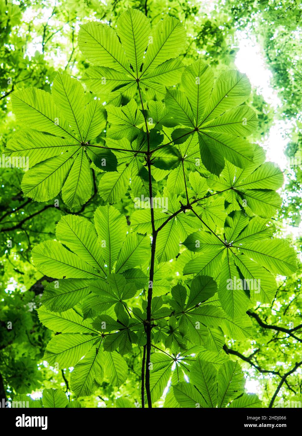 leaf veins, chestnut tree, leaf vein, chestnut trees Stock Photo - Alamy