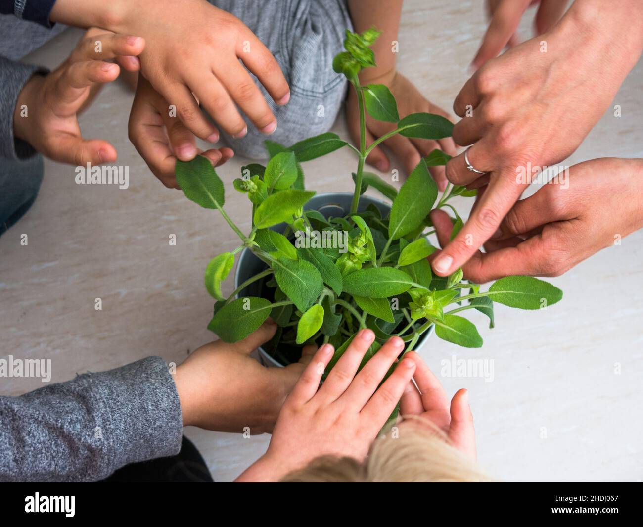 Showing the sage hi-res stock photography and images - Alamy