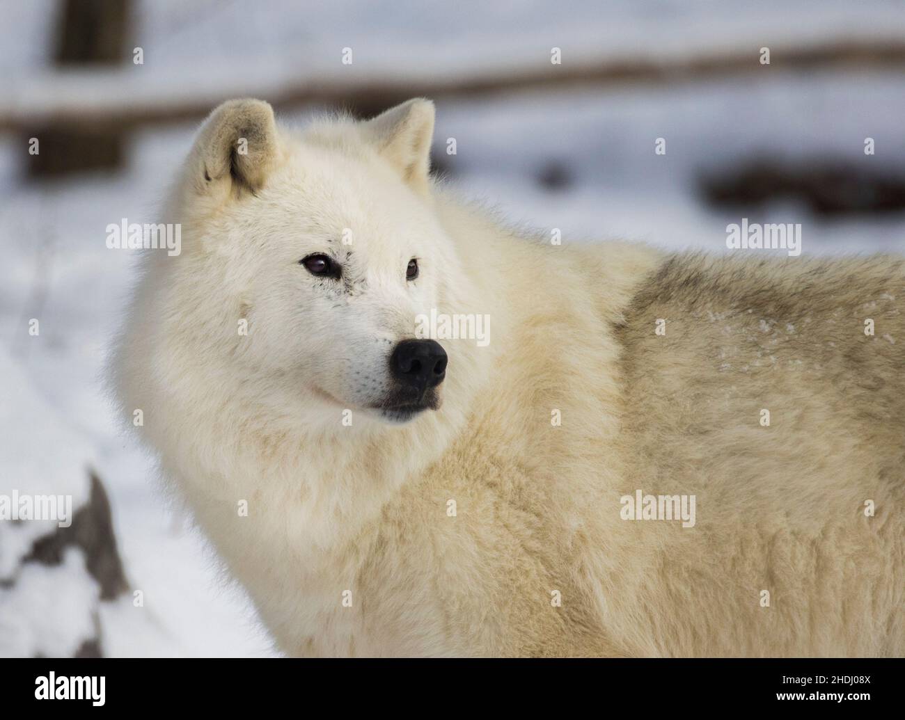 Barren ground wolf hi-res stock photography and images - Alamy