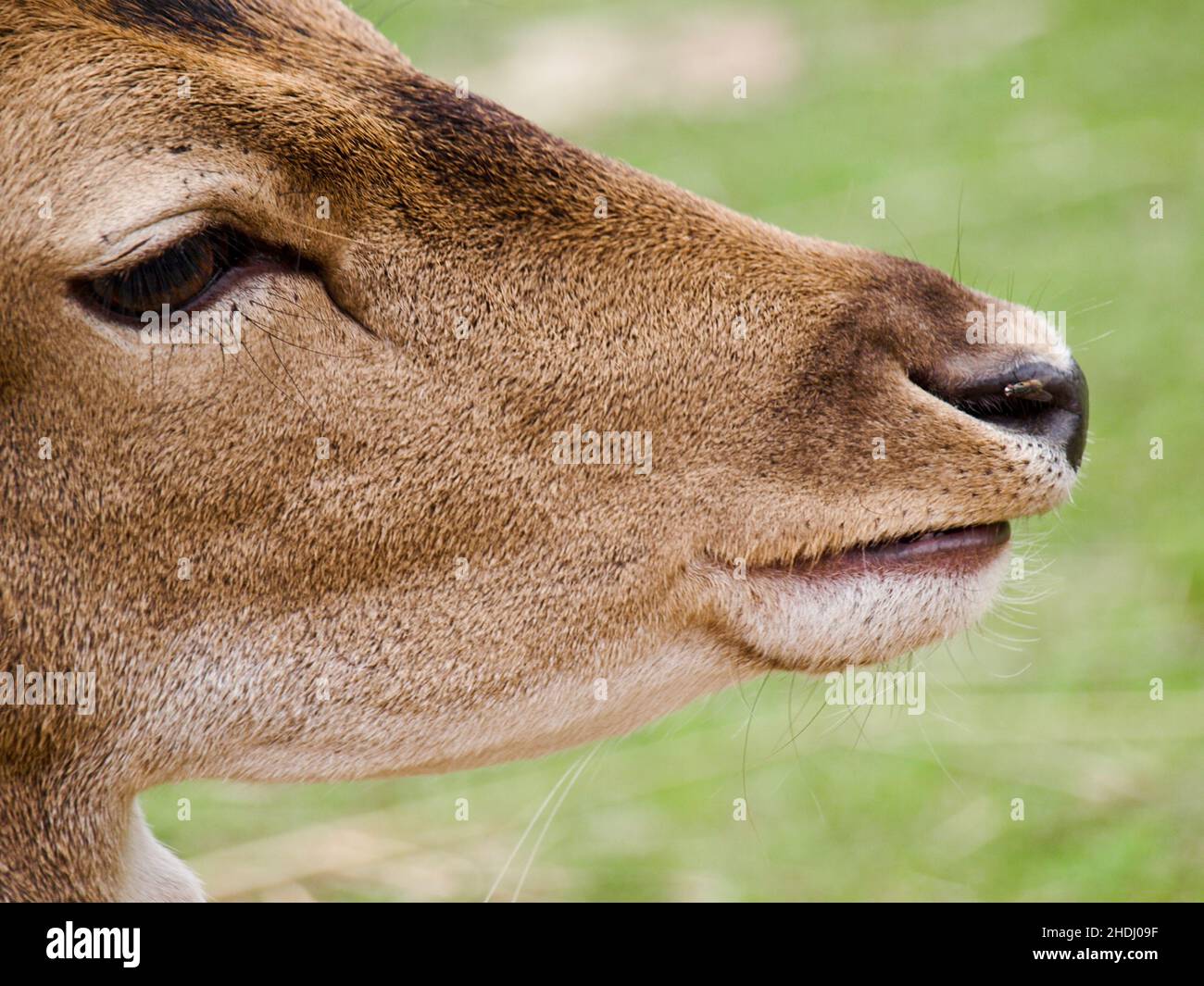 Deer fallow heads hi-res stock photography and images - Alamy