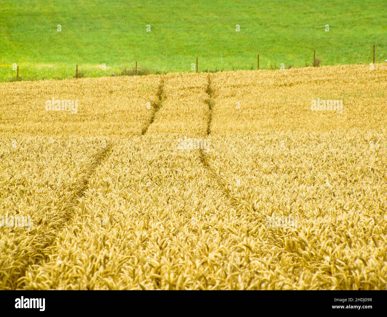 corn field, corn fields Stock Photo - Alamy