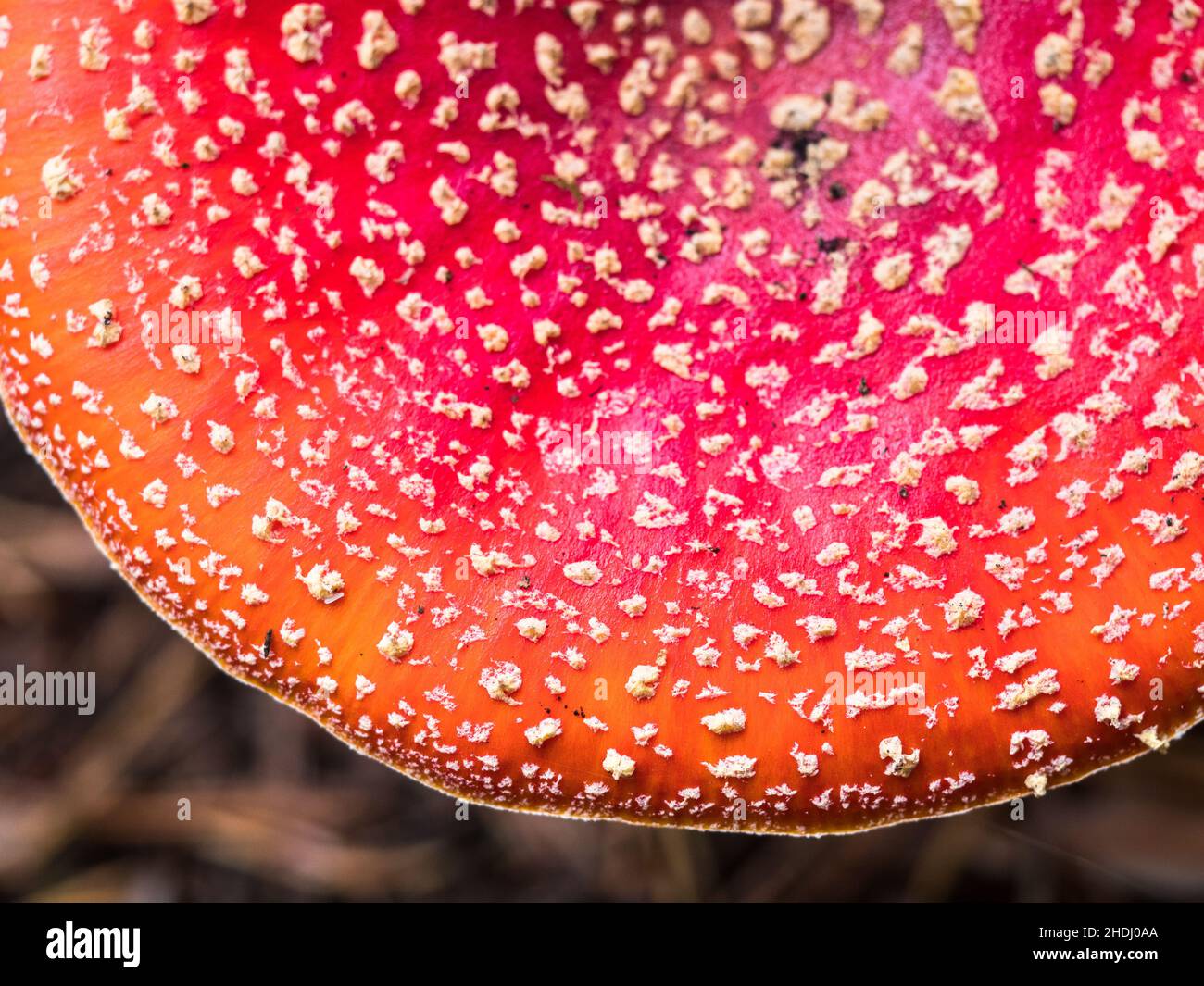 fly agaric, fly agarics Stock Photo - Alamy