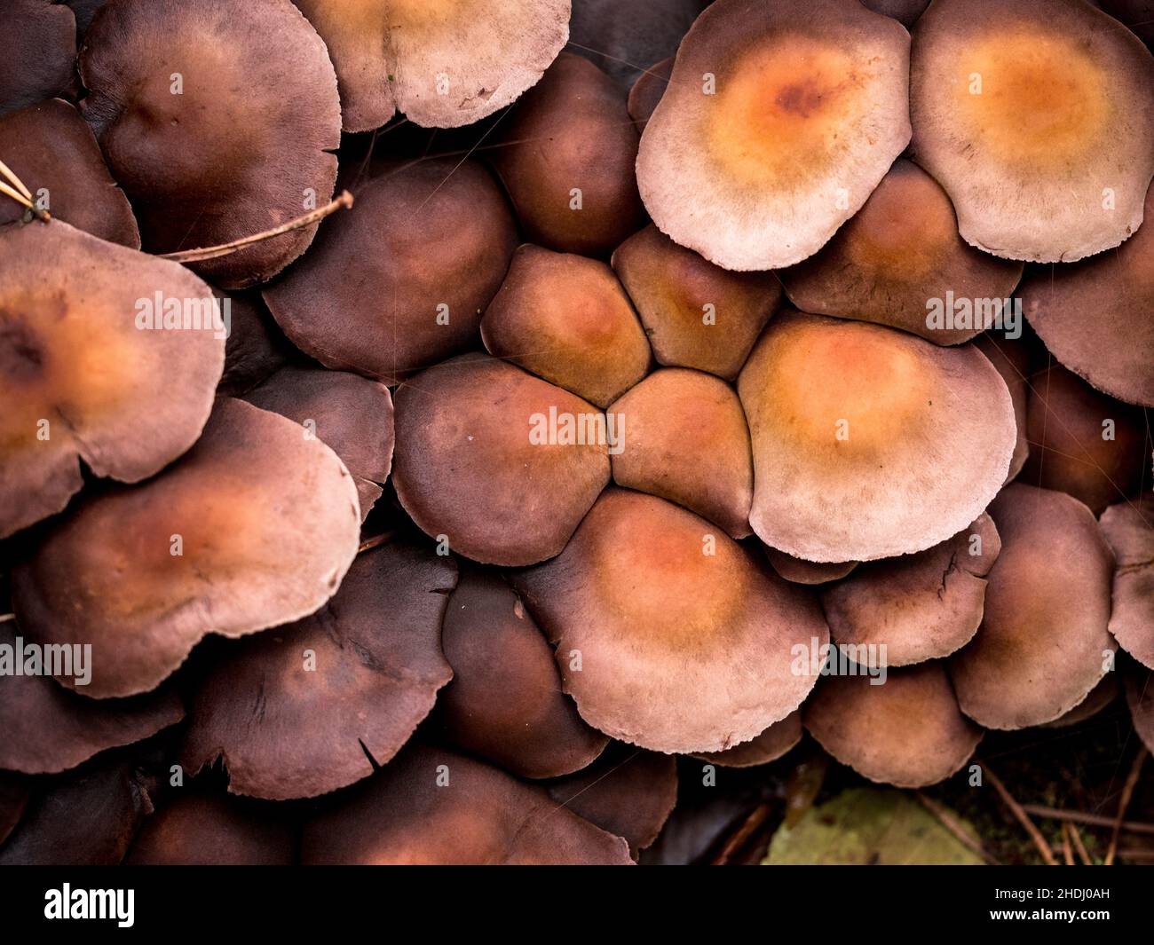 Fungi growths hi-res stock photography and images - Alamy