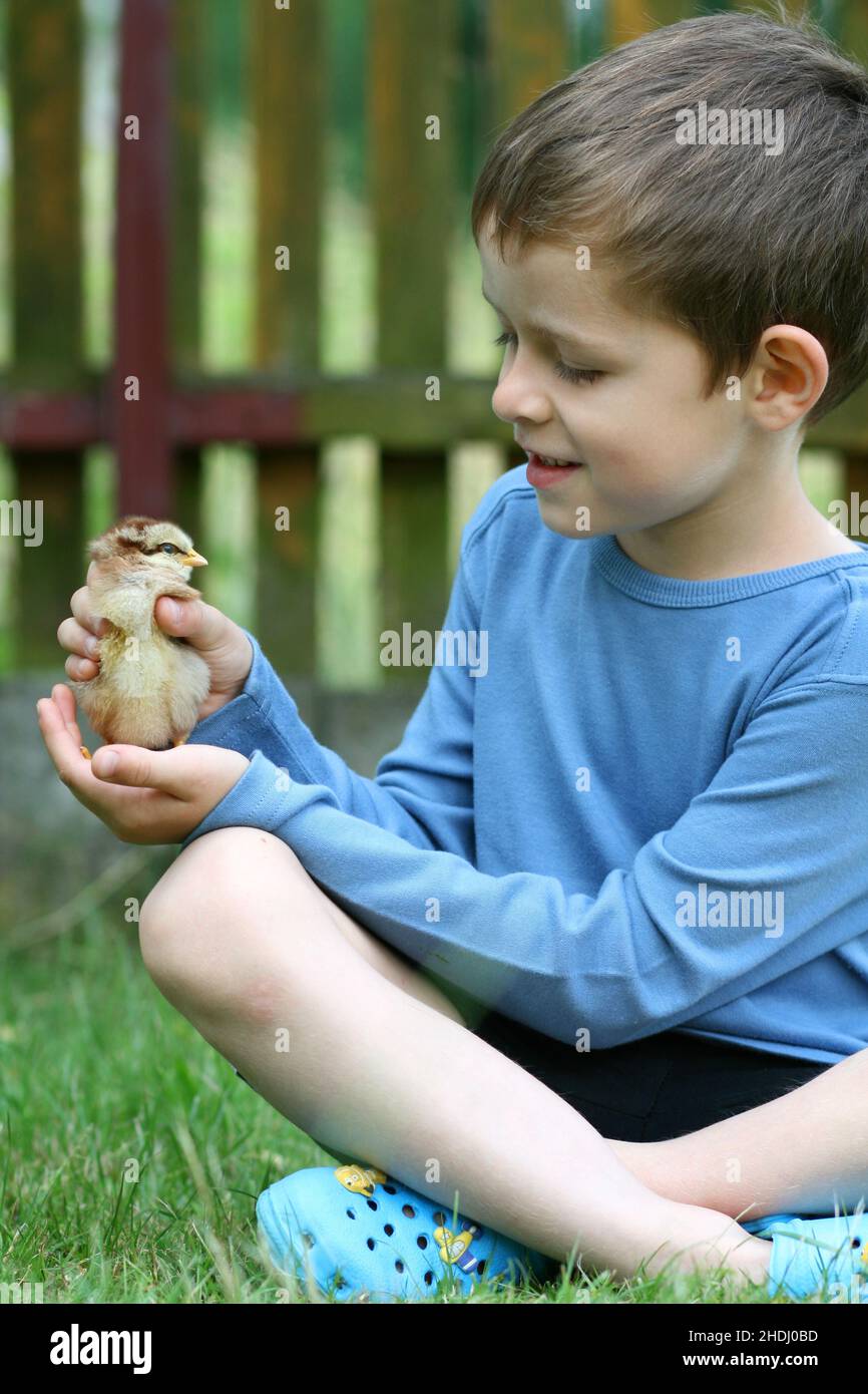boy, child, baby chicken, boys, children, childs, kid, kids, baby ...