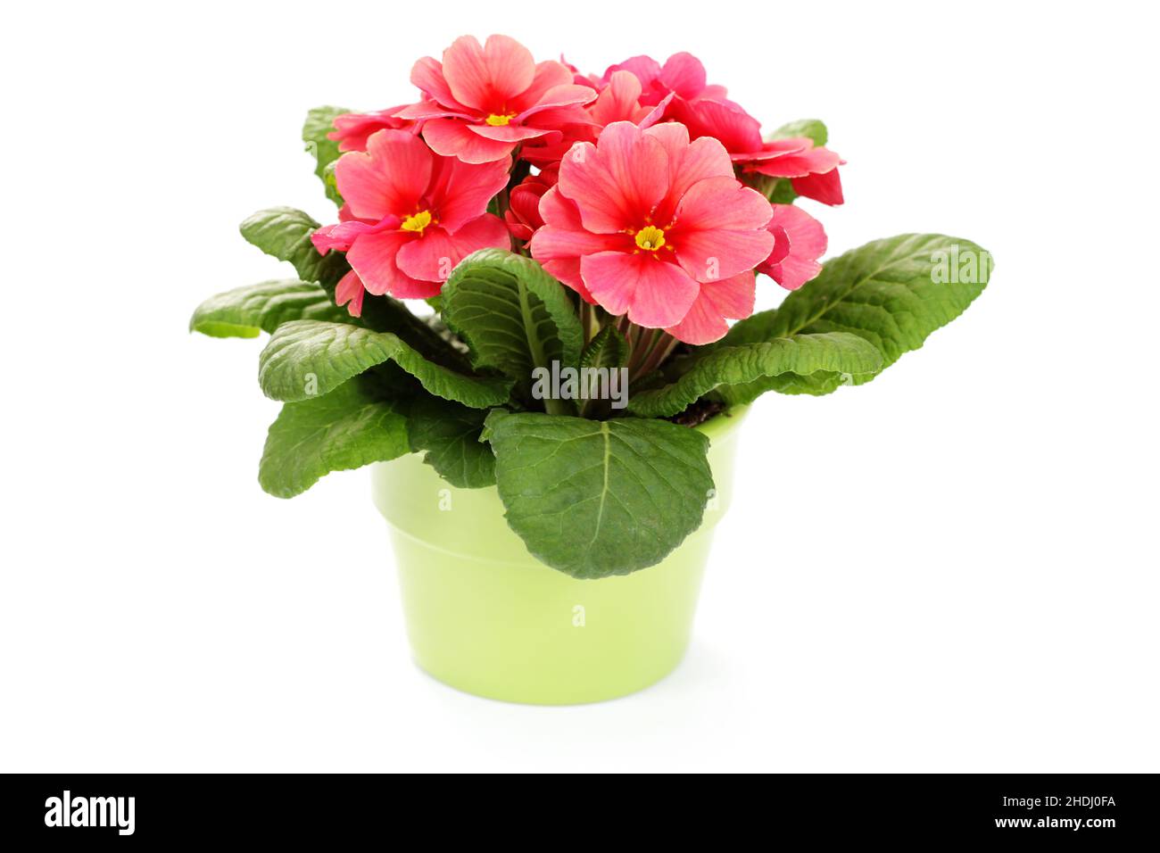 primrose, houseplant, primroses, houseplants Stock Photo - Alamy