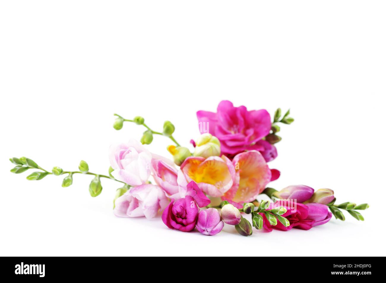 White freesias Cut Out Stock Images & Pictures - Alamy