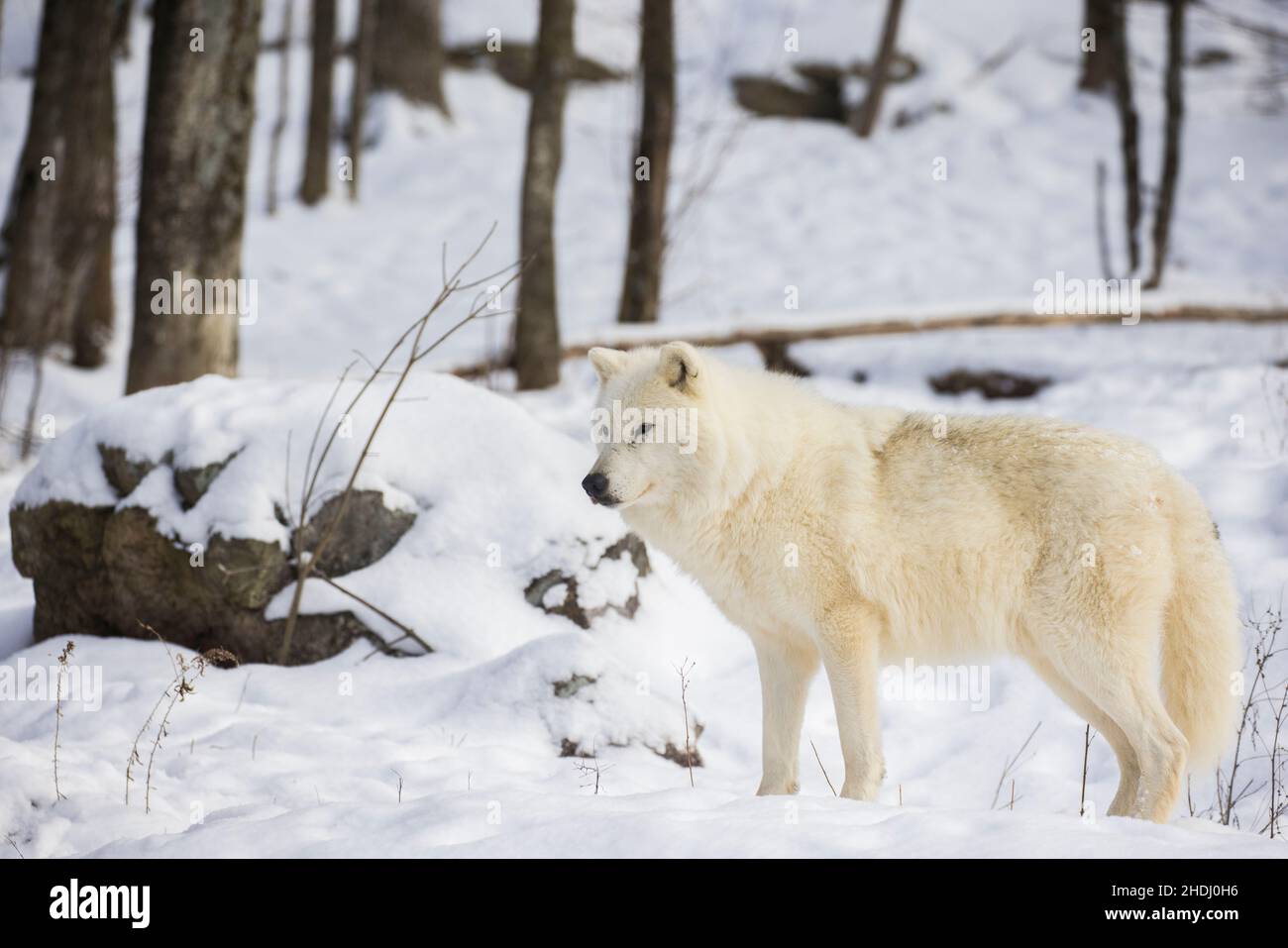 Barren ground wolf hi-res stock photography and images - Alamy