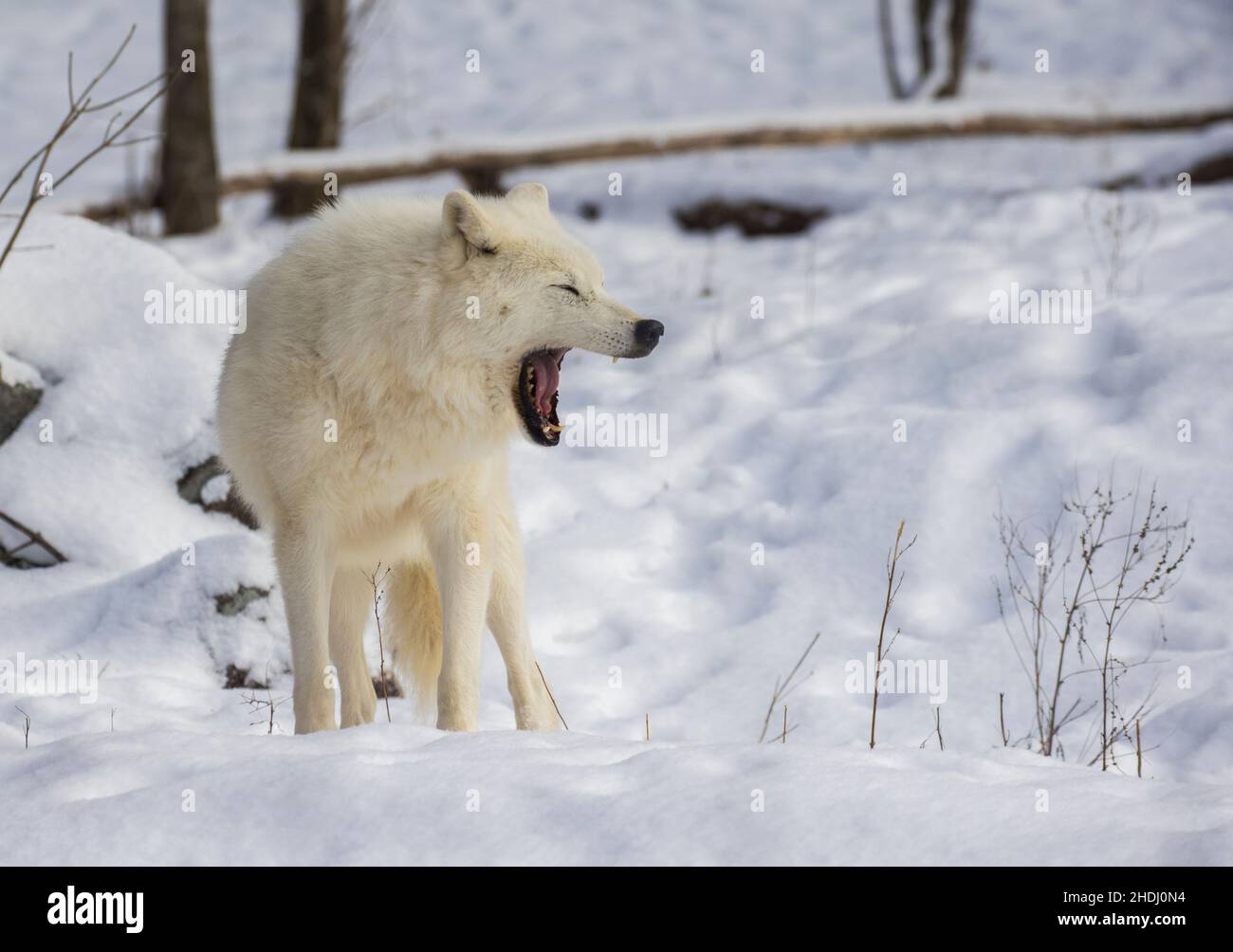 arctic wolf in winter Stock Photo - Alamy