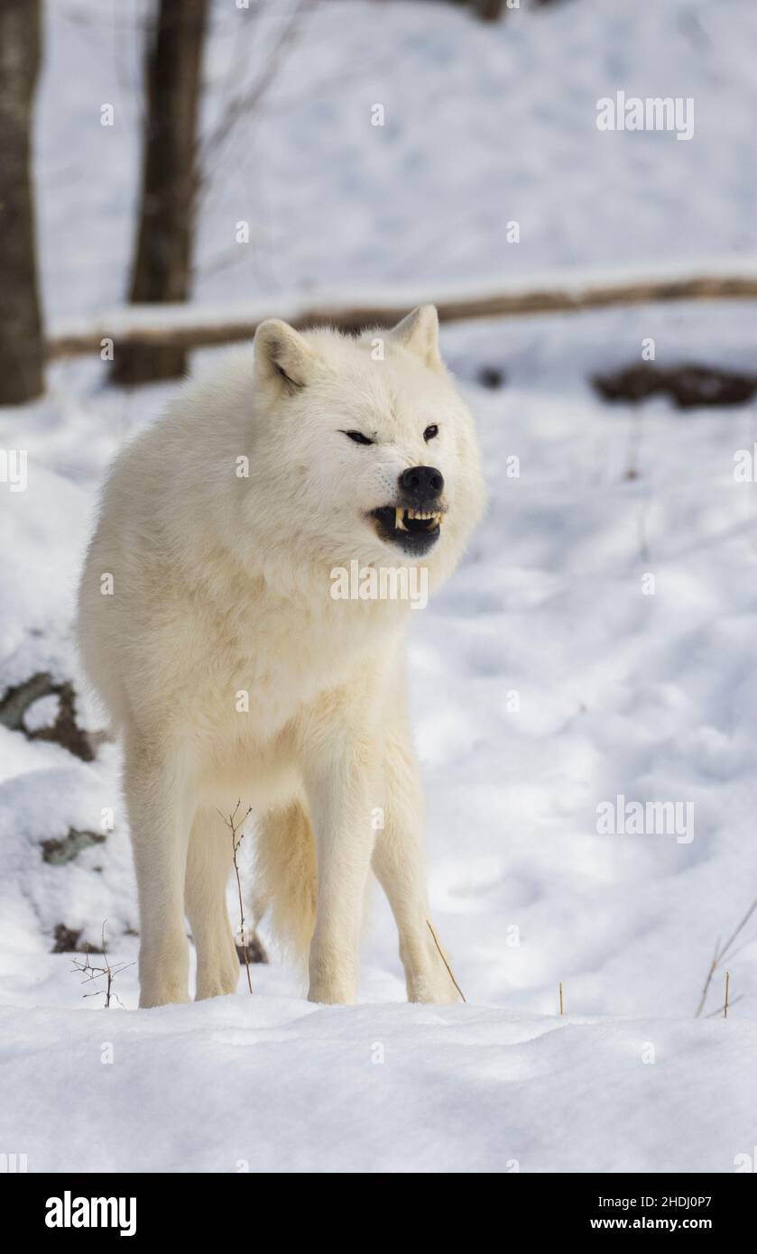 arctic wolf in winter Stock Photo - Alamy