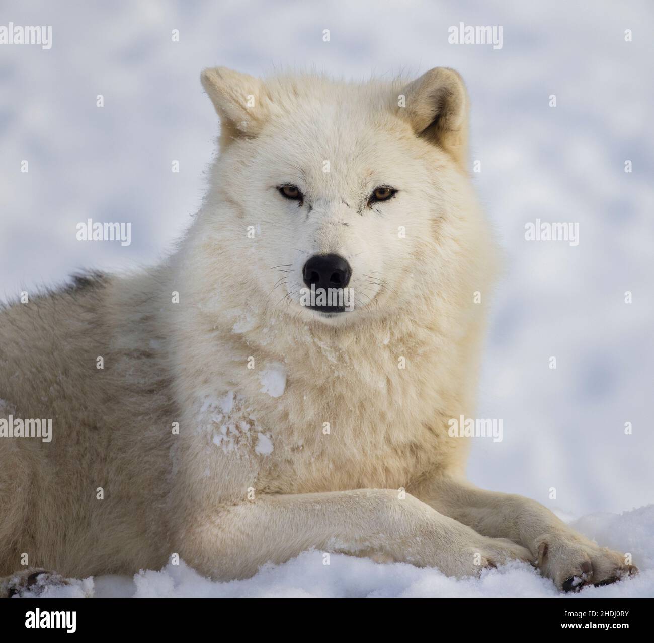Barren ground wolf hi-res stock photography and images - Alamy