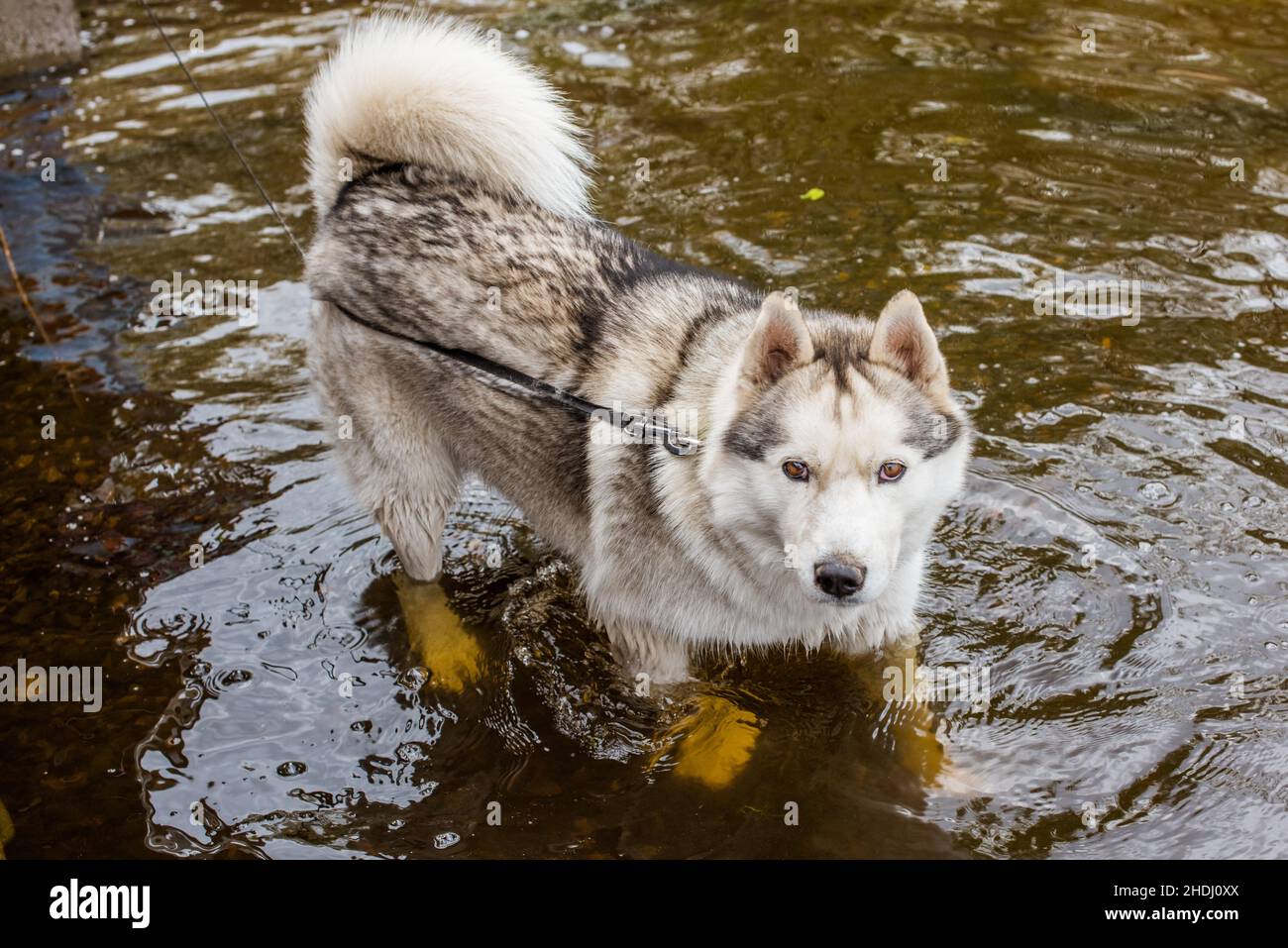 Siberian Husky wading through the water Stock Photo - Alamy