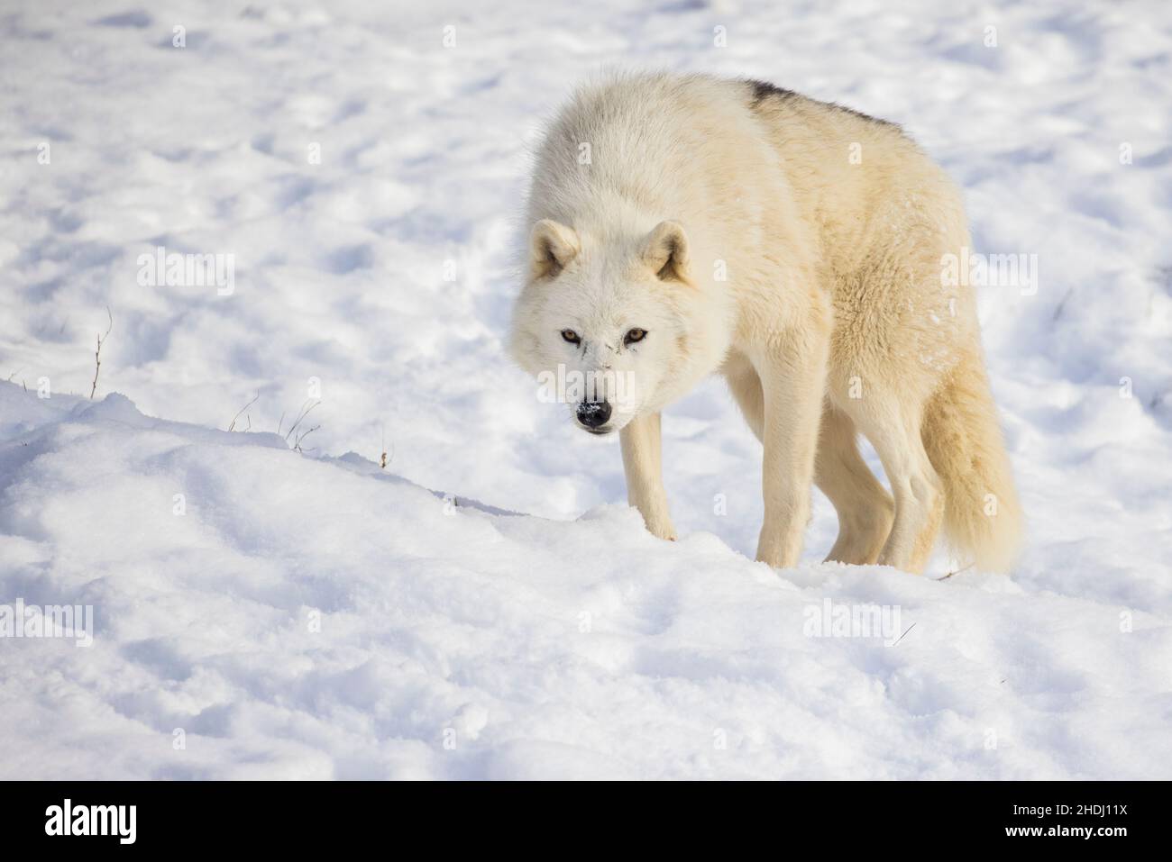 arctic wolf in winter Stock Photo - Alamy