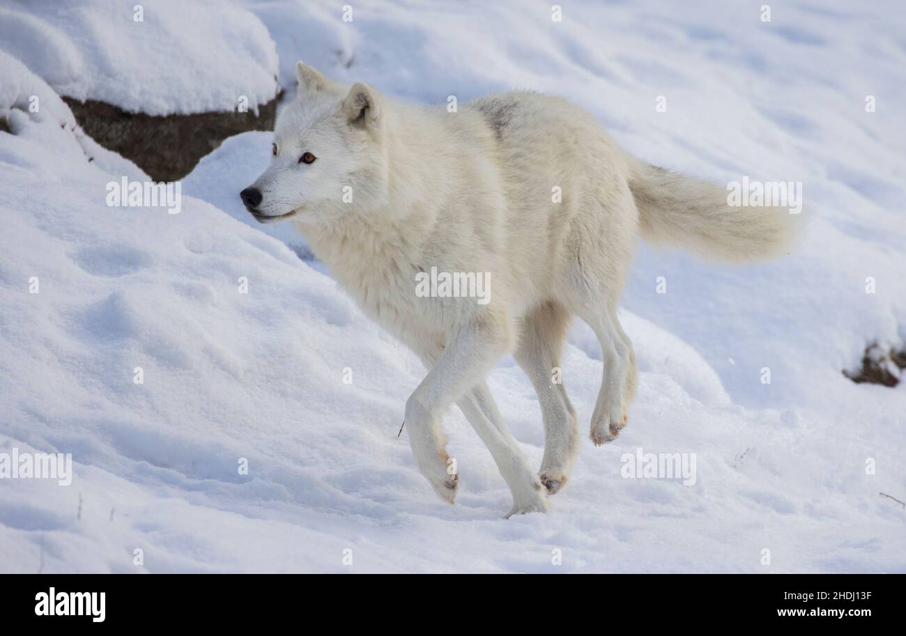 Barren ground wolf hi-res stock photography and images - Alamy