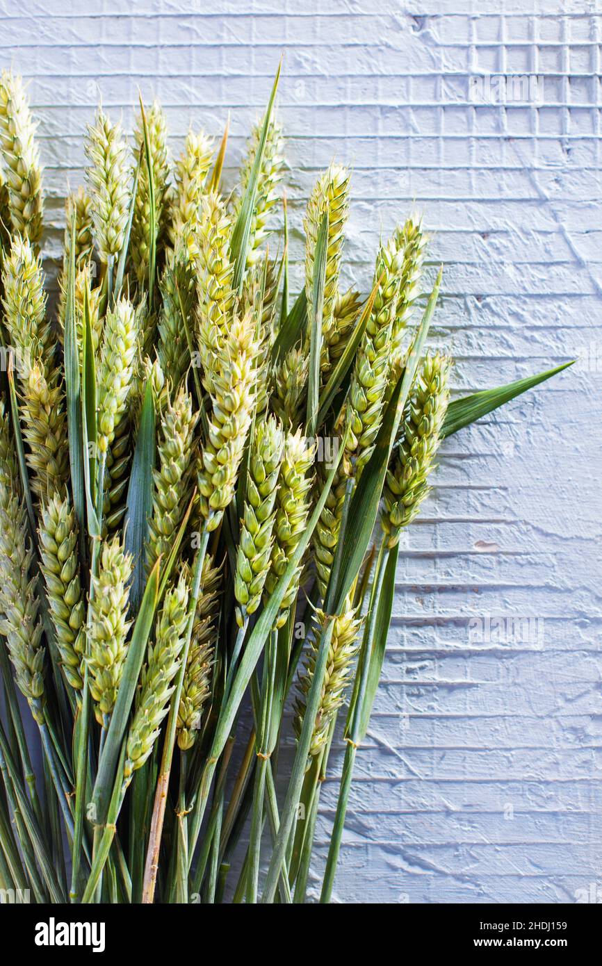 Ear of wheats hi-res stock photography and images - Alamy