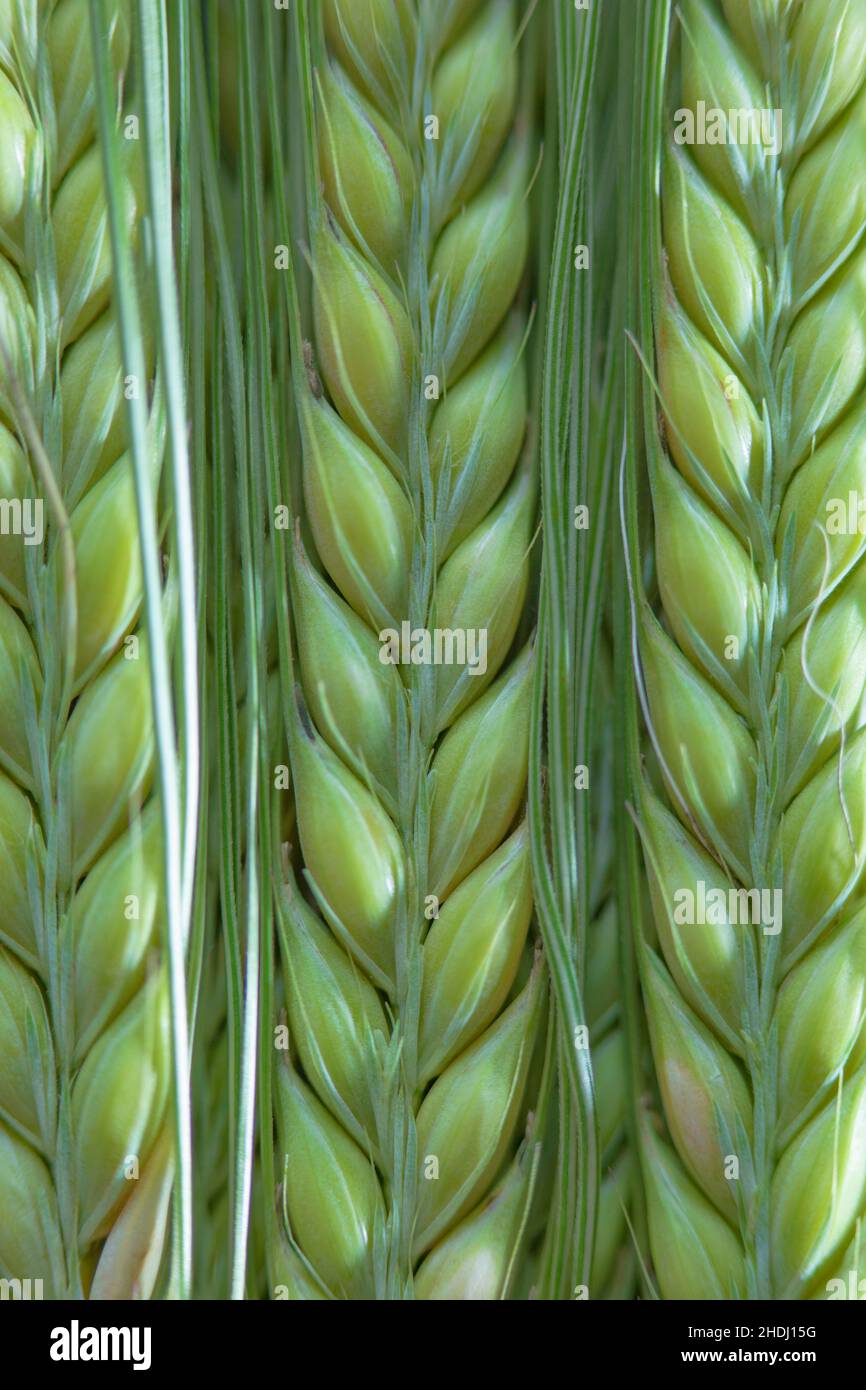 wheat ears, wheat ear Stock Photo - Alamy