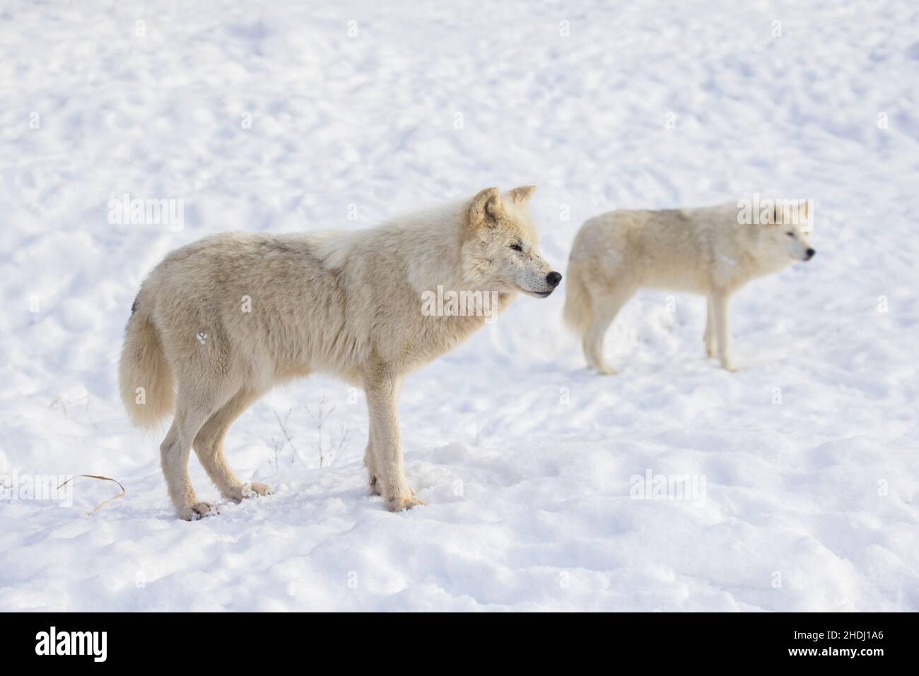arctic wolf in winter Stock Photo - Alamy