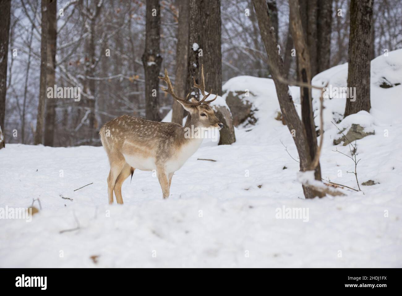 European fallow deer also known as the common fallow deer or fallow ...