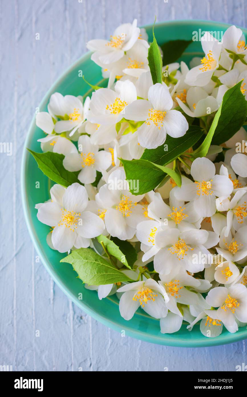 jasmine flower, fragrant flowers, jasmines Stock Photo - Alamy