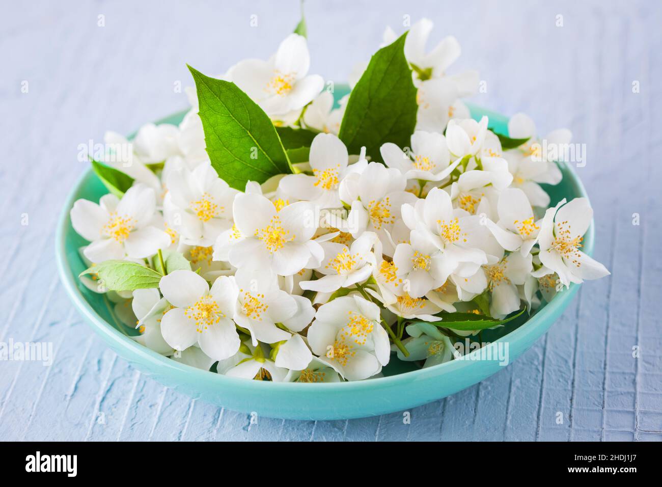Jasmines flowers plants hi-res stock photography and images - Alamy