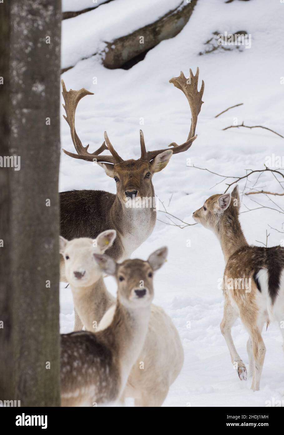 European fallow deer also known as the common fallow deer or fallow ...