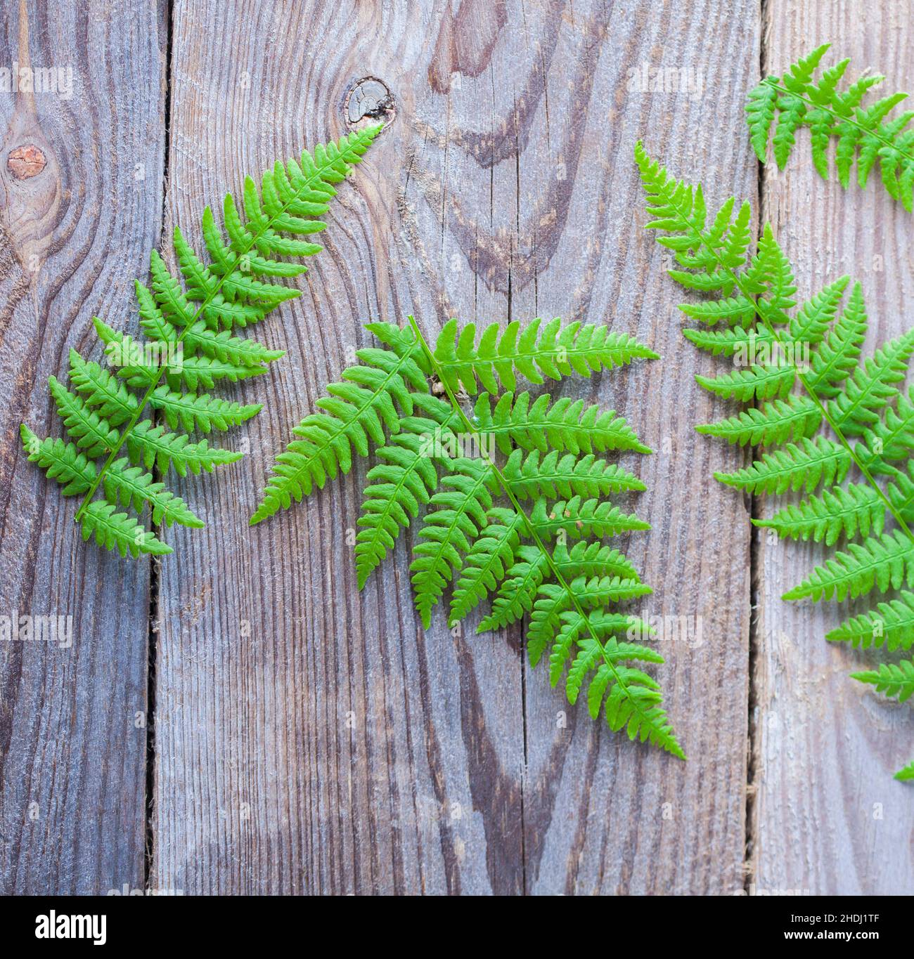 fern, leaf shape, ferns, leaf shapes Stock Photo - Alamy