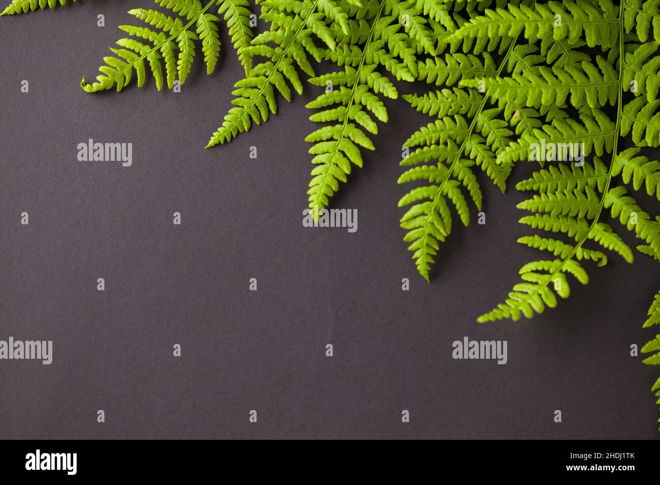 fern, leaf shape, ferns, leaf shapes Stock Photo - Alamy