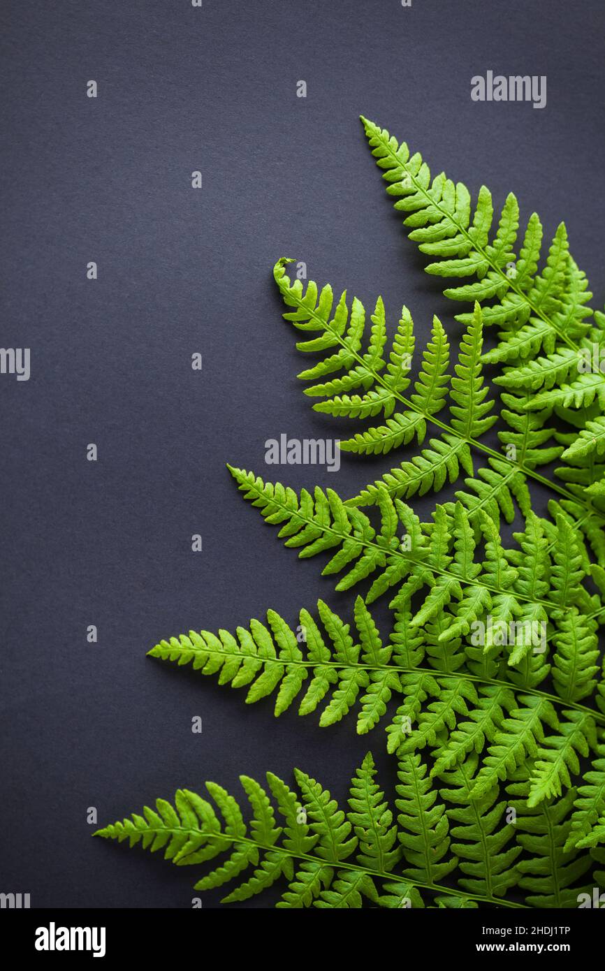 fern, leaf shape, ferns, leaf shapes Stock Photo - Alamy