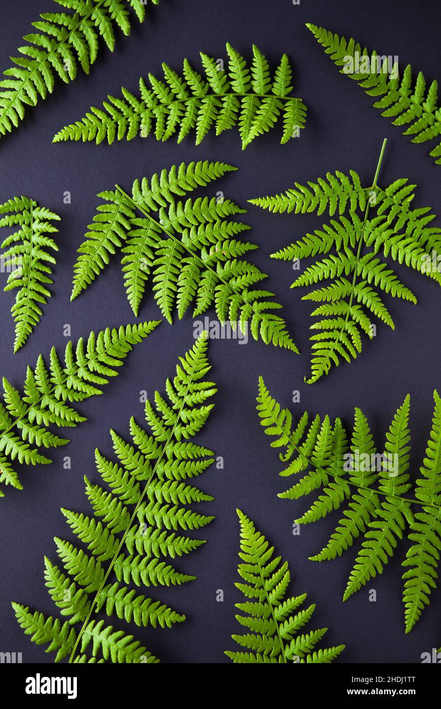 Fern leaf patterns hi-res stock photography and images - Alamy