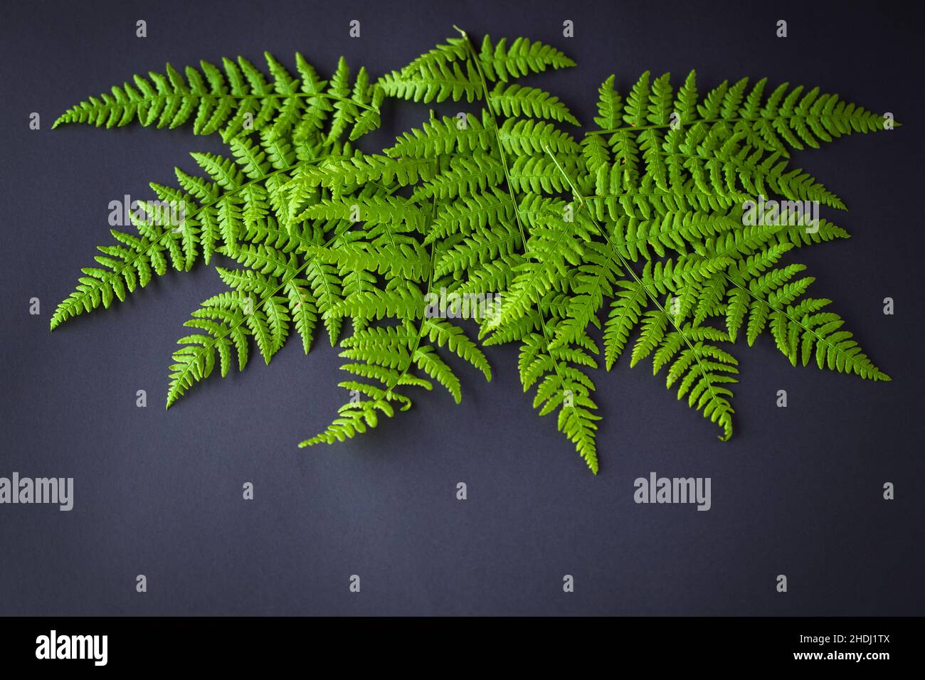 Fern backgrounds hi-res stock photography and images - Alamy