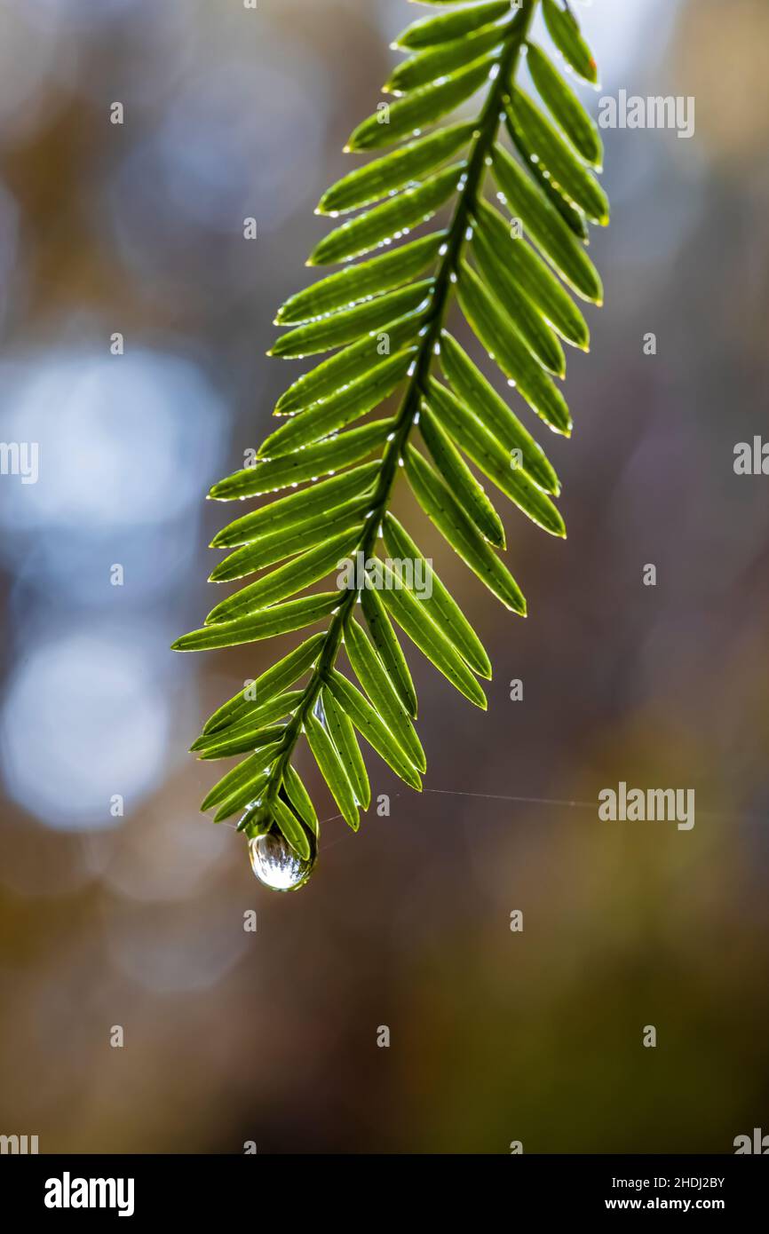 Coast Redwood needles with raindrop in Prairie Creek Redwoods State ...