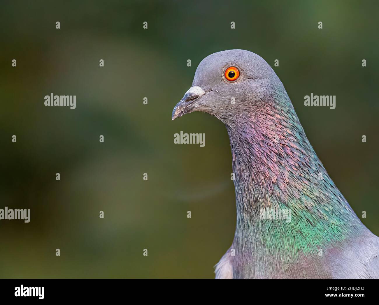 A pigeon looking with curiosity in the camera Stock Photo - Alamy