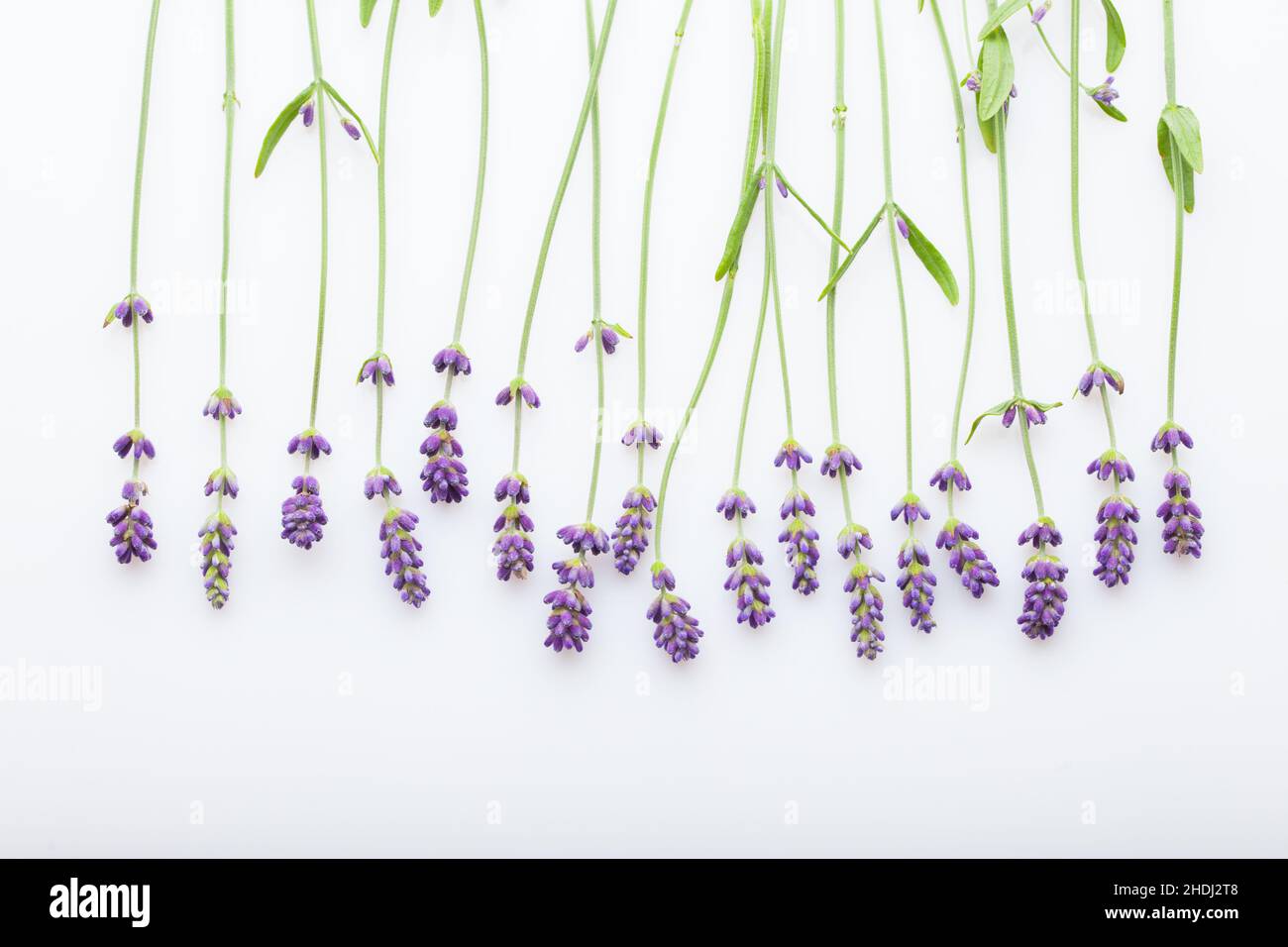 lavender, aromatic plant, lavenders, aromatic plants Stock Photo - Alamy