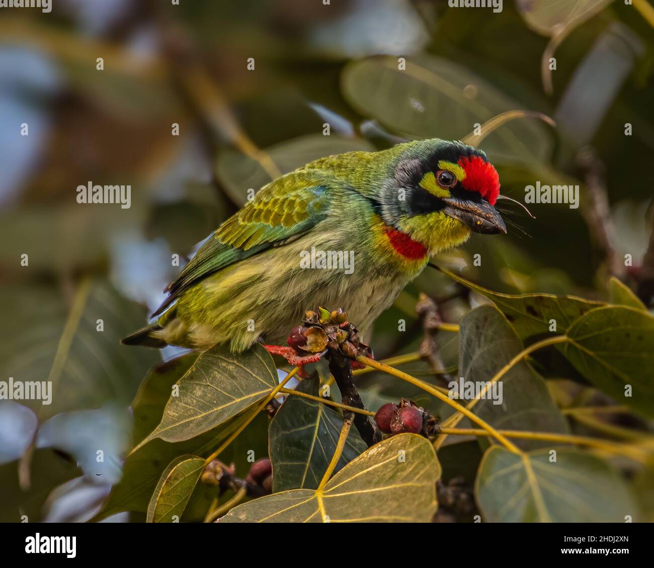 Coppersmith Barbet looking with curiosity in the Camera Stock Photo - Alamy