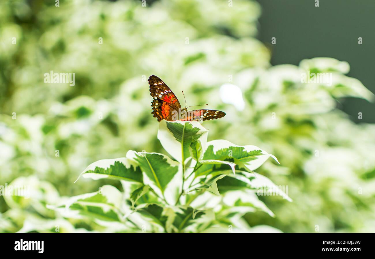 Butterflies in the garden hi-res stock photography and images - Alamy