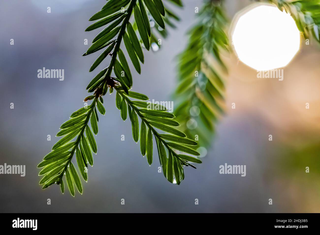Coast Redwood needles with raindrop in Prairie Creek Redwoods State ...