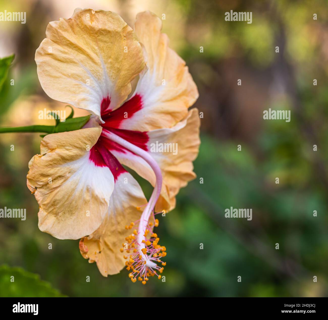 Hibiscus flower in the garden in full bloom Stock Photo - Alamy