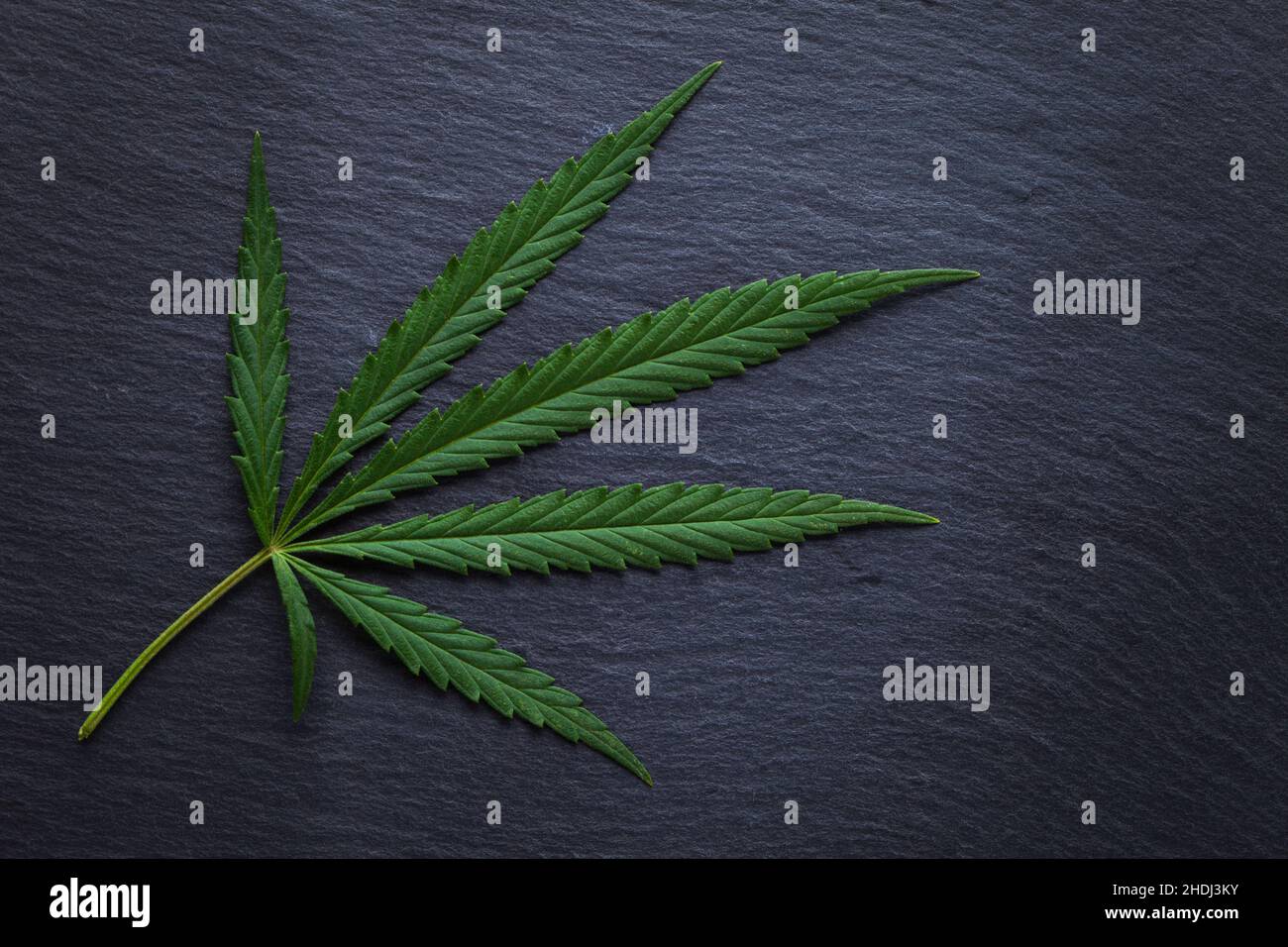 marijuana plant, hemp leaf, marijuana plants, hemp leafs Stock Photo ...
