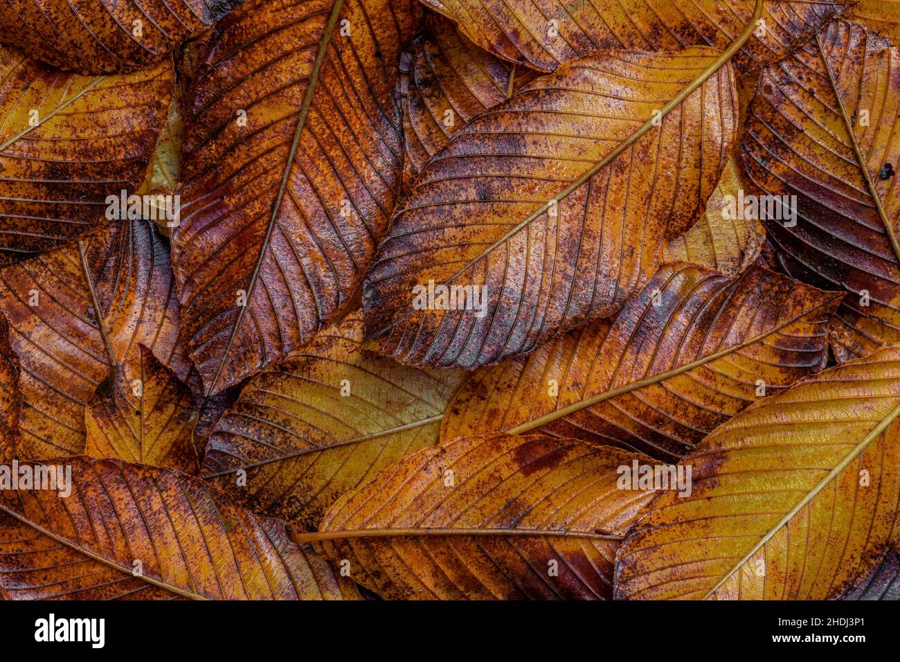 Fallen Cascara leaves in autumn in Prairie Creek Redwoods State Park ...
