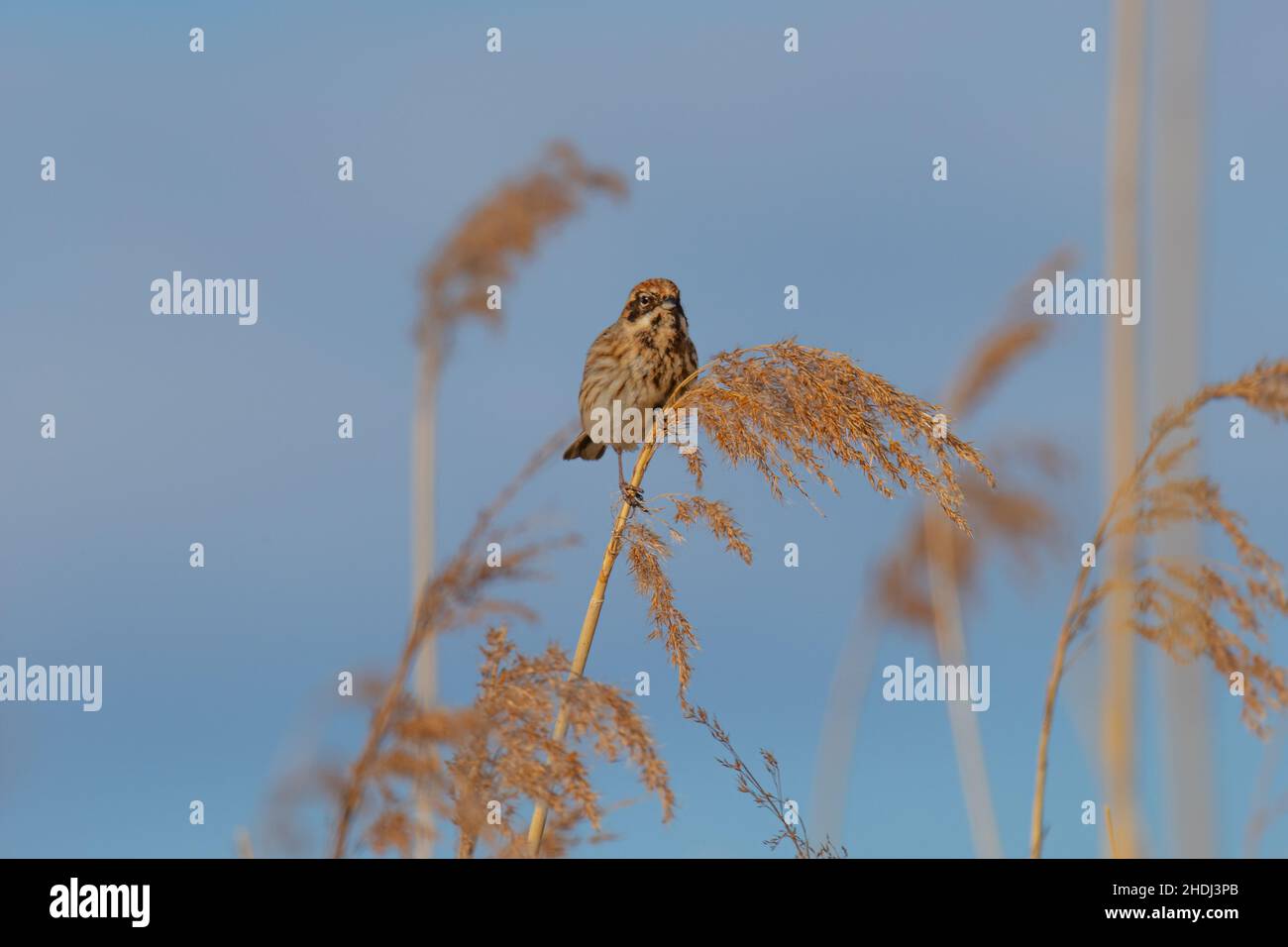 Reed Buntings on Reeds in the Tay Estuary near Erroll Stock Photo - Alamy