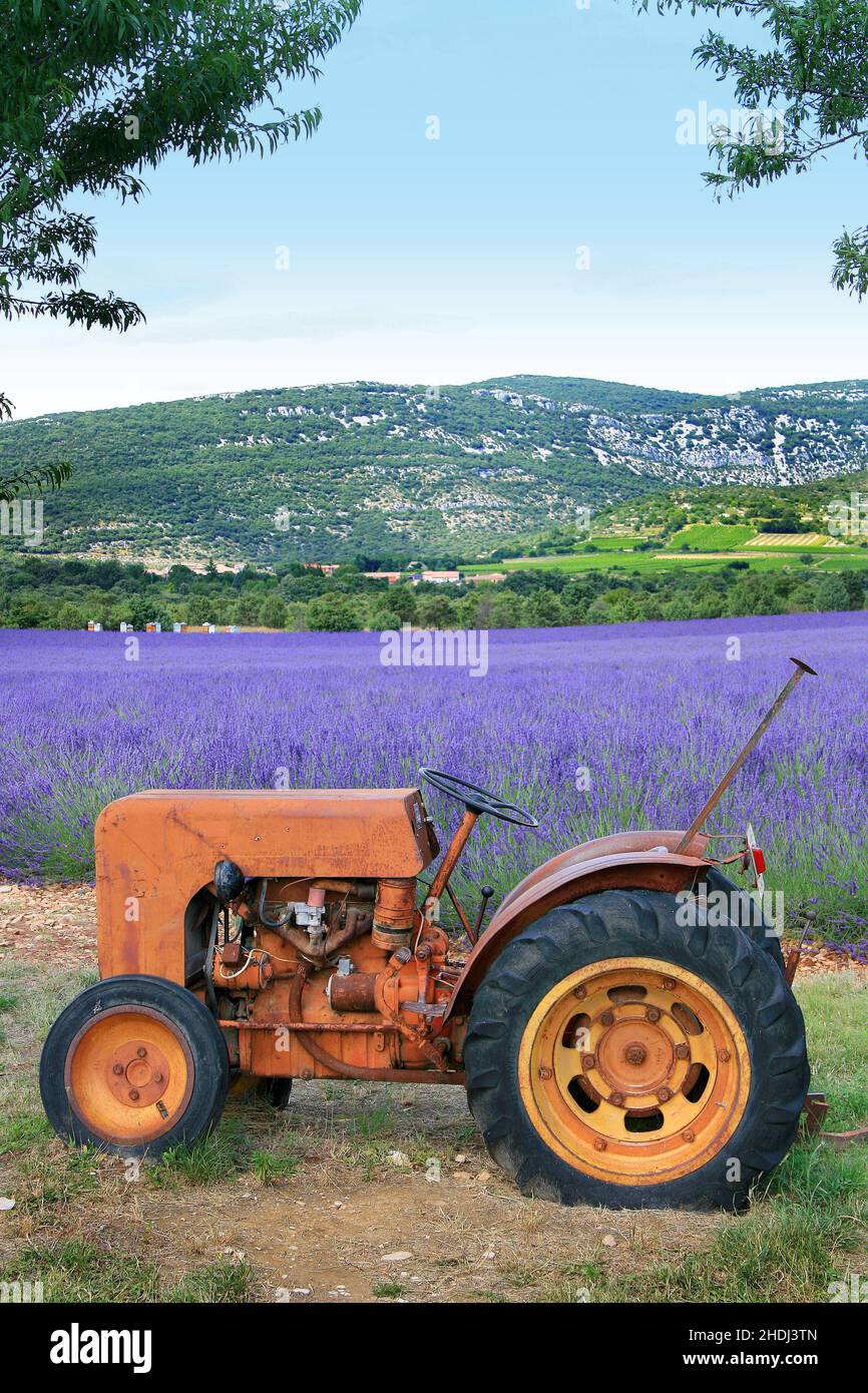 agriculture, tractor, lavender field, agricultures, tractors, lavender ...