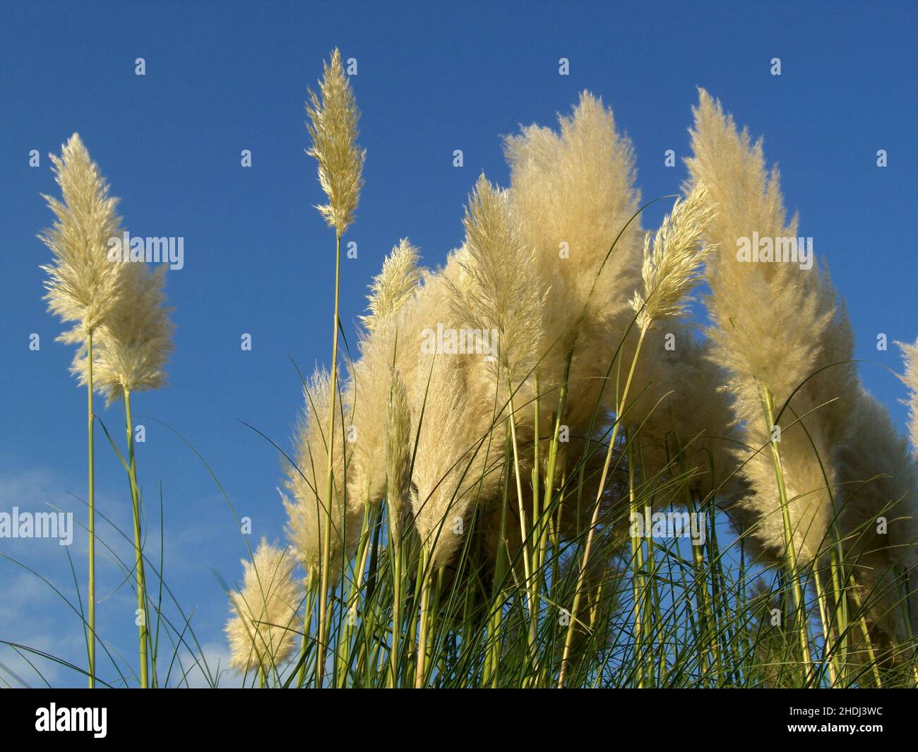 Panicle grasses hi-res stock photography and images - Alamy