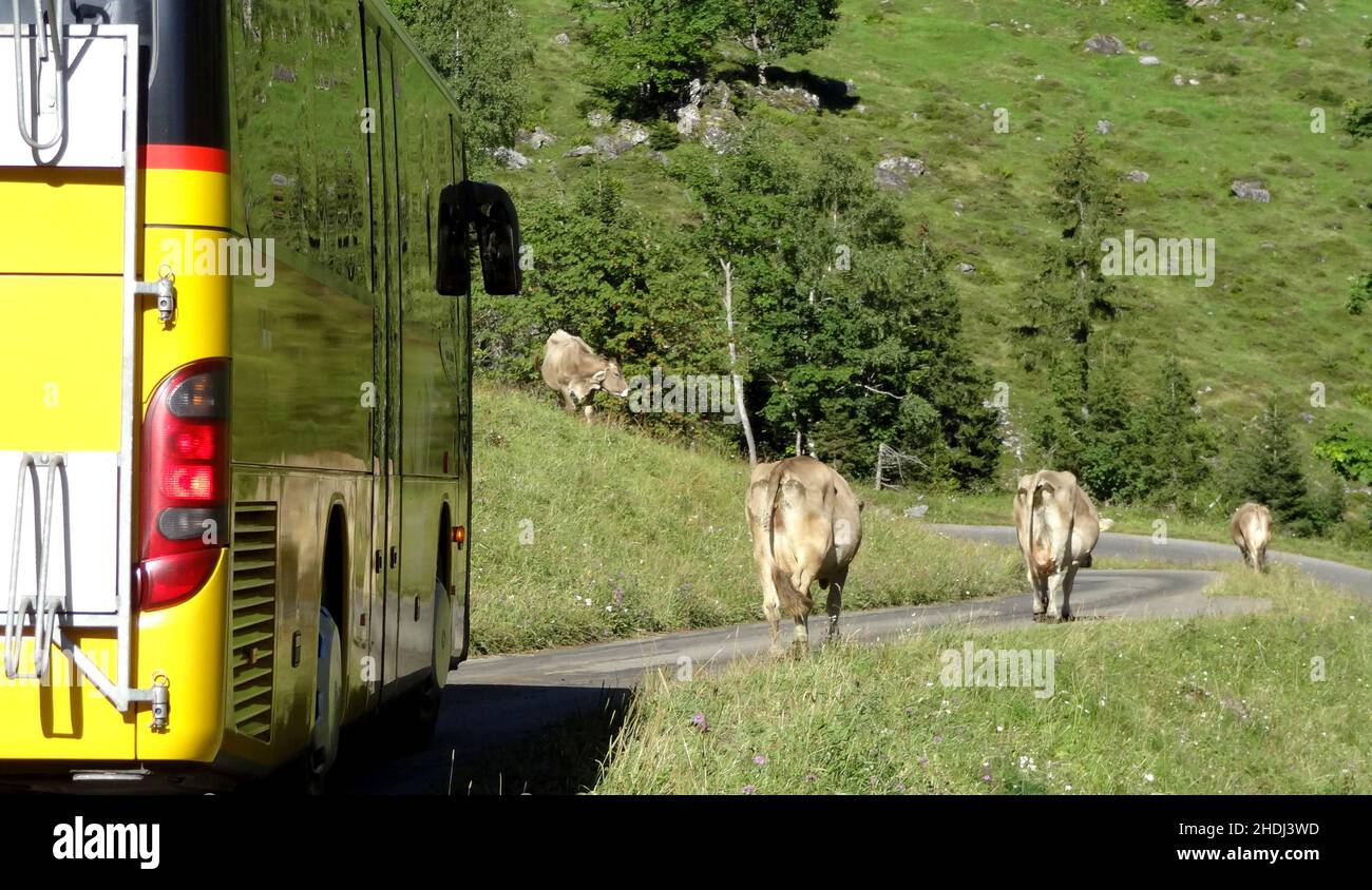 cow, almabtrieb, traffic obstacle, cows, almabtriebs, traffic obstacles ...