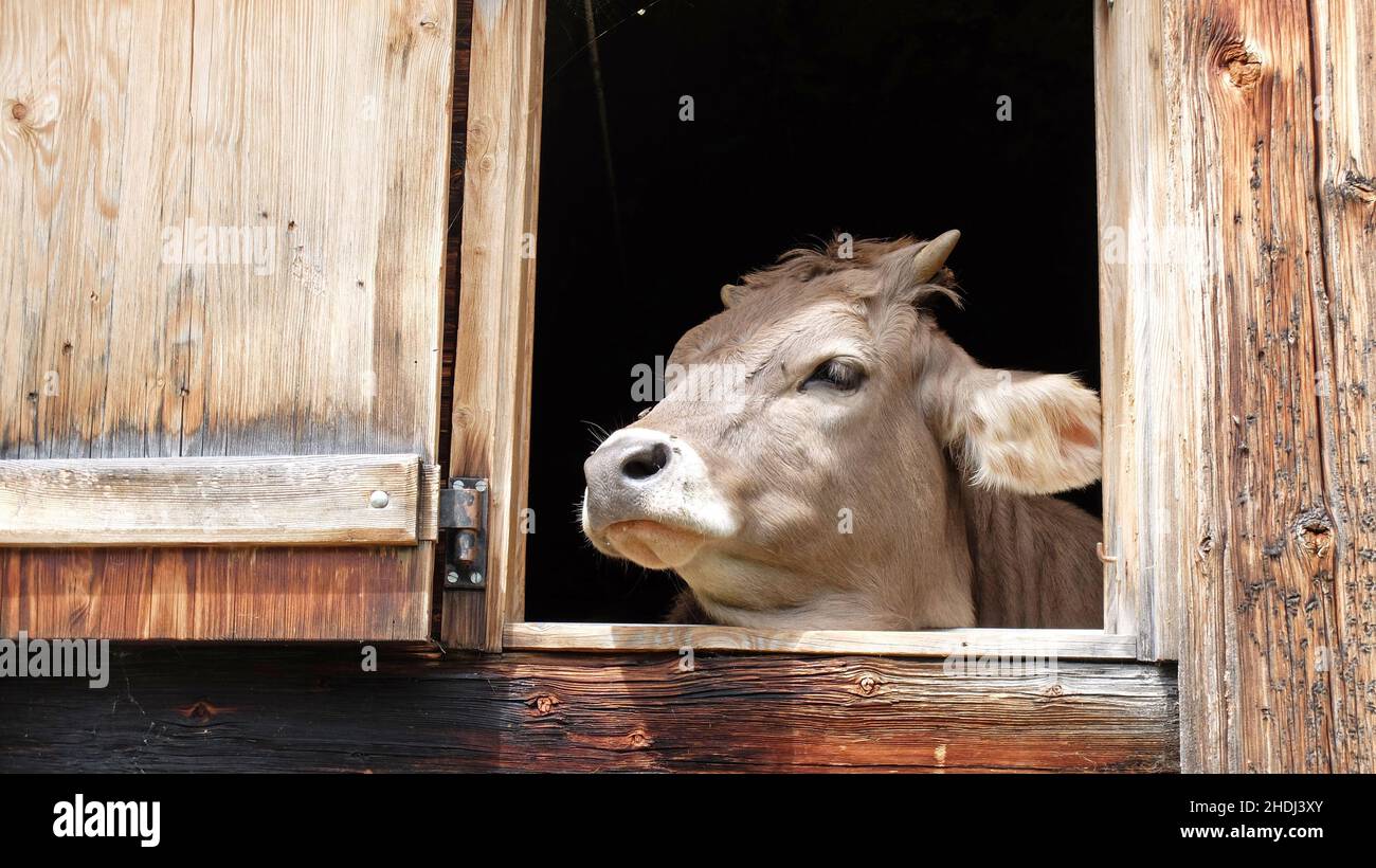 cattle, stall window, cattles, livestock, stall windows Stock Photo - Alamy