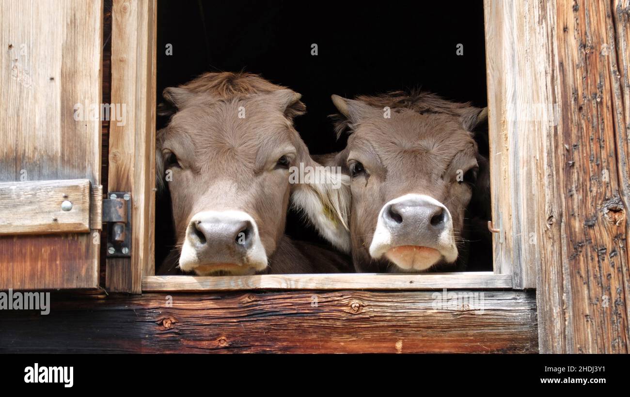 stall window, cattle, stall windows, cattles, livestock Stock Photo - Alamy