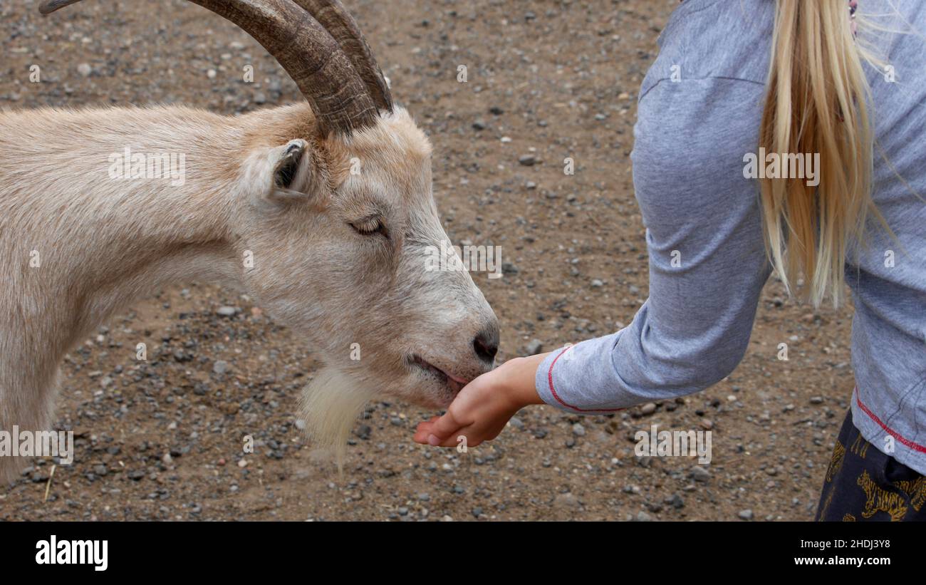 feeding, goat, petting zoo, feed, feedings, goats, petting zoos Stock ...