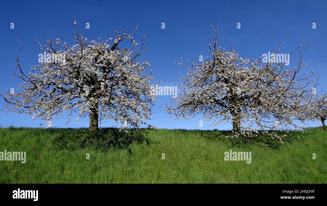 cherry tree, fruit tree, cherry trees, fruit trees Stock Photo - Alamy