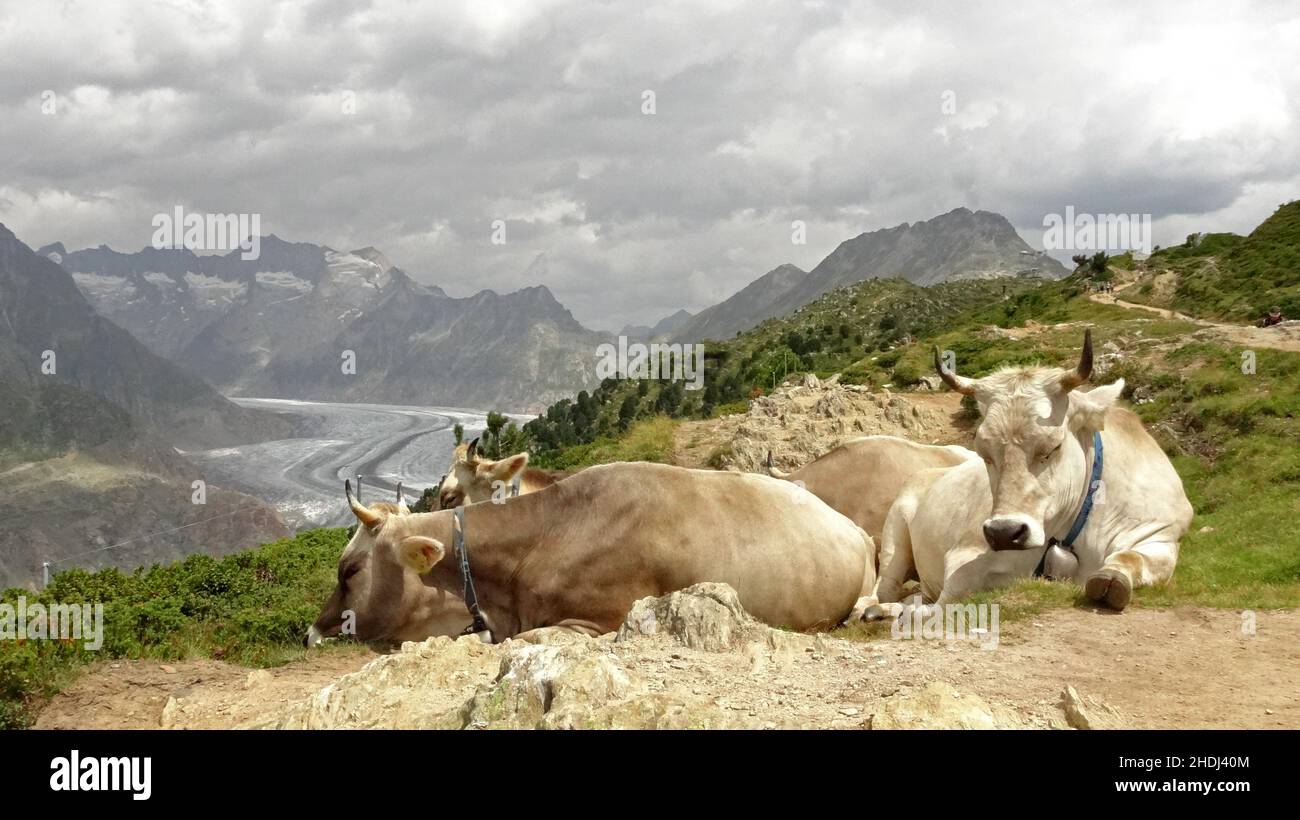 european alps, cows, cow Stock Photo - Alamy